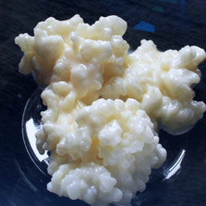 Members - Cultured Food Life