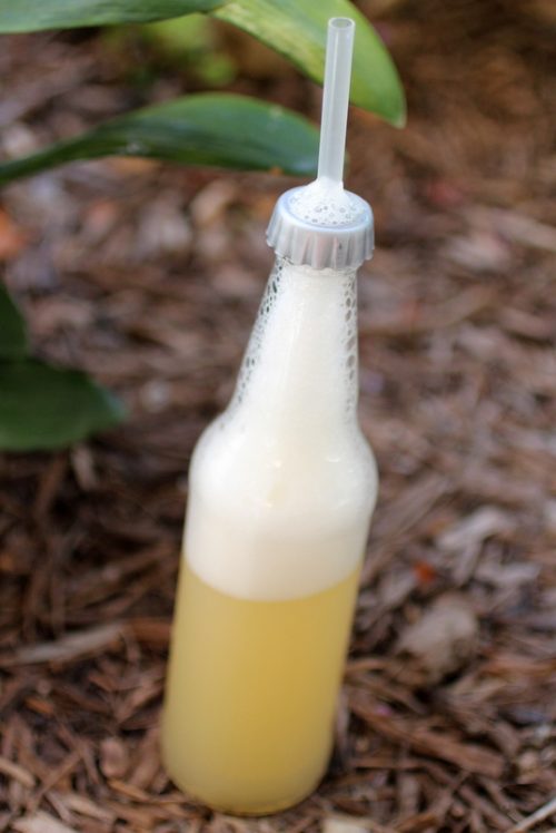 Apple Ginger Kefir Soda - Cultured Food Life