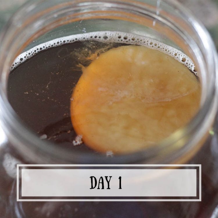 Eight Days With Kombucha - Cultured Food Life