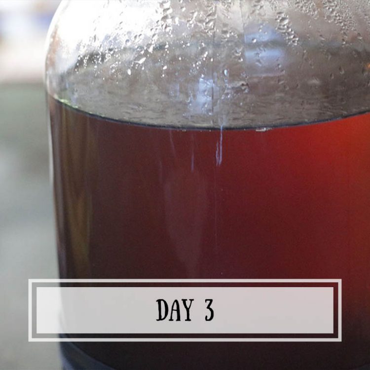 Eight Days With Kombucha - Cultured Food Life