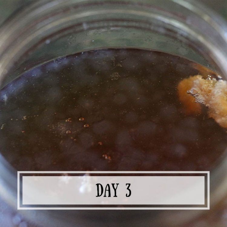 Eight Days With Kombucha - Cultured Food Life