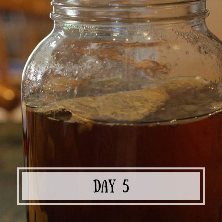 Eight Days With Kombucha - Cultured Food Life