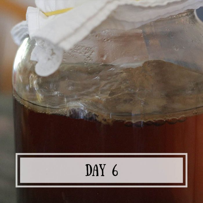 Eight Days With Kombucha - Cultured Food Life