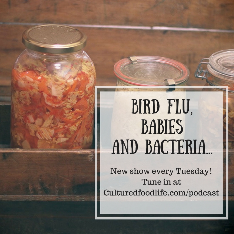 Episode 2: Bird Flu, Babies, and Bacteria - Cultured Food Life