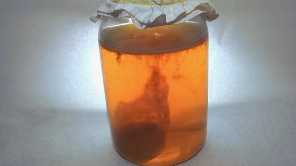 Help! My SCOBY Is UGLY and Other Common Issues - Cultured Food Life