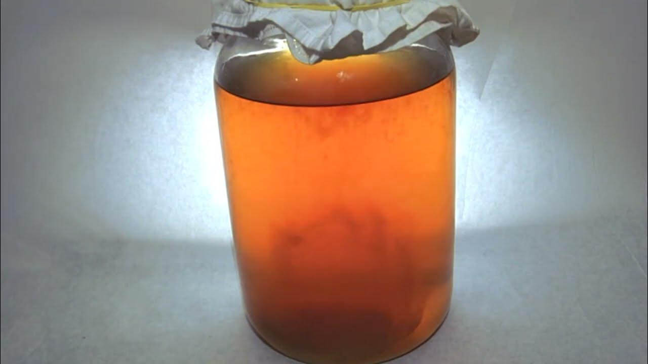Kombucha Time Lapse — Creature from the Deep - Cultured Food Life